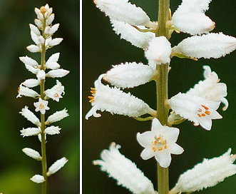 Aletris farinosa Homeopathic medicine – Dr Riffat Nawab Musab